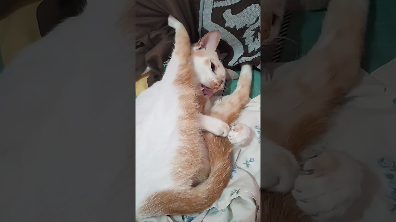 A distinguished Kitty Cat! #cat #catlife #cutekitty - YouTube