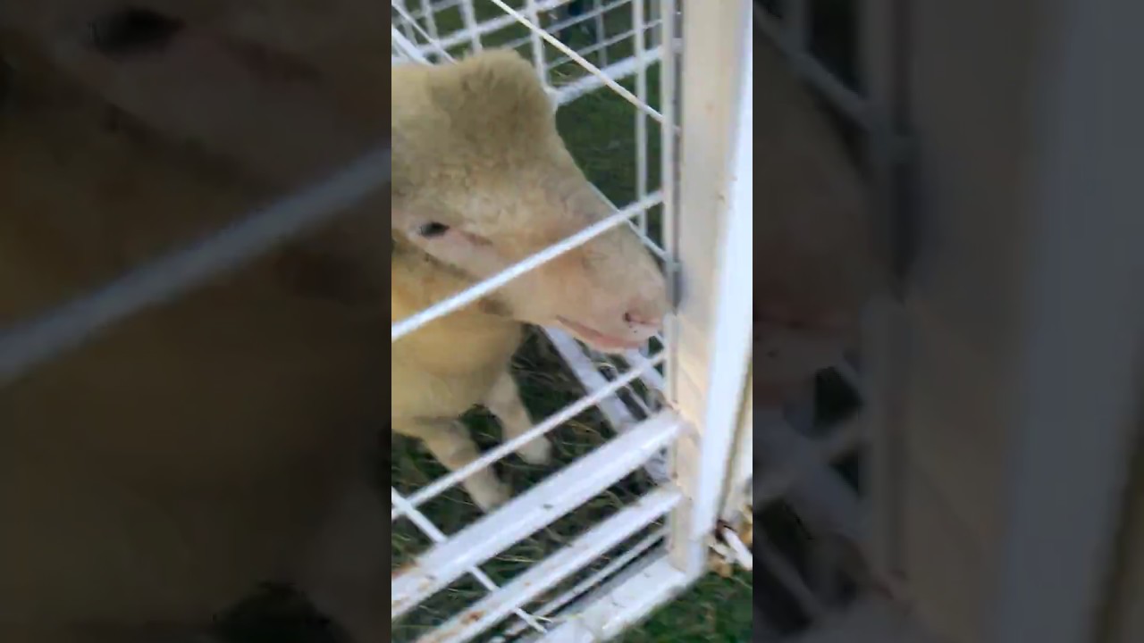 derp sheep - YouTube
