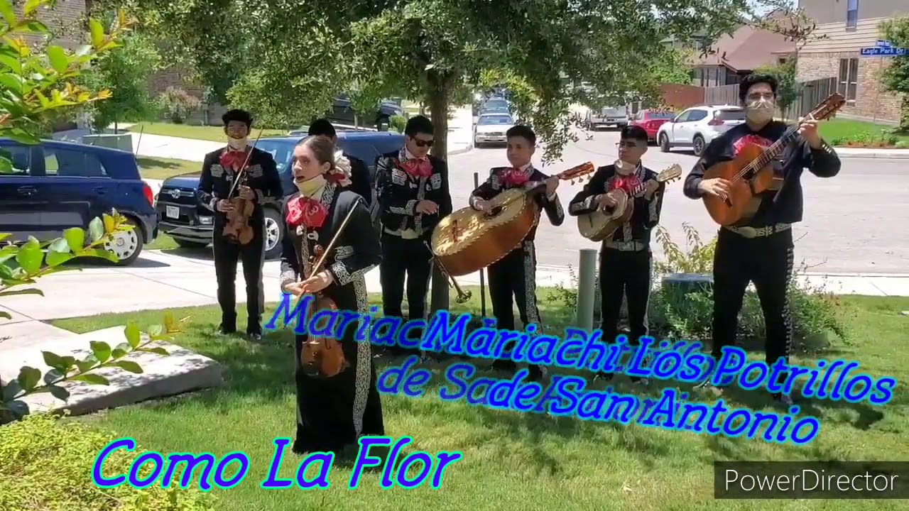 Como La Flor: Mariachi Los Potrillos de San Antonio Acordes - Chordify