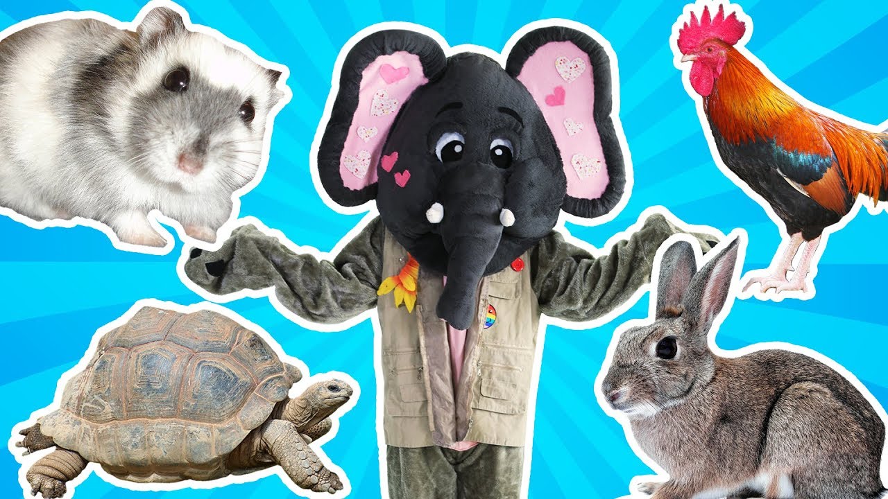 Loly & Falfool - Falfool & Pets - لولي وفلفول - فلفول والحيوانات ...