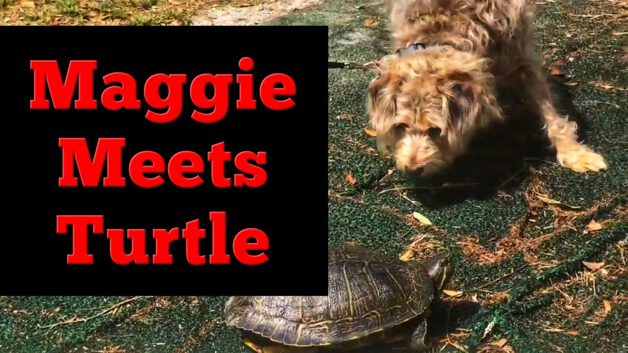 Dog Meets Turtle - Maggie Meets A Turtle For The First Time - YouTube