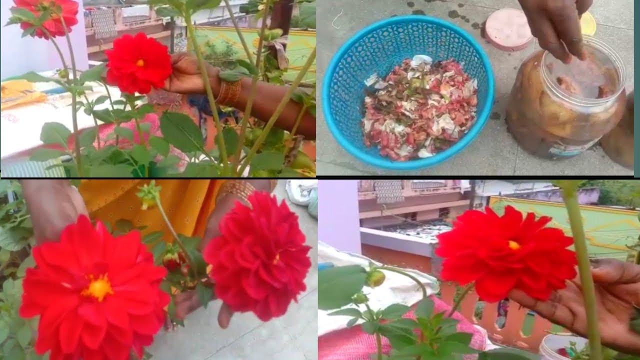 இப்படி கூட மாடித்தோட்டத்தில் எல்லா பூச்செடிகளையும் வளர்க்கலாம்/terrace ...