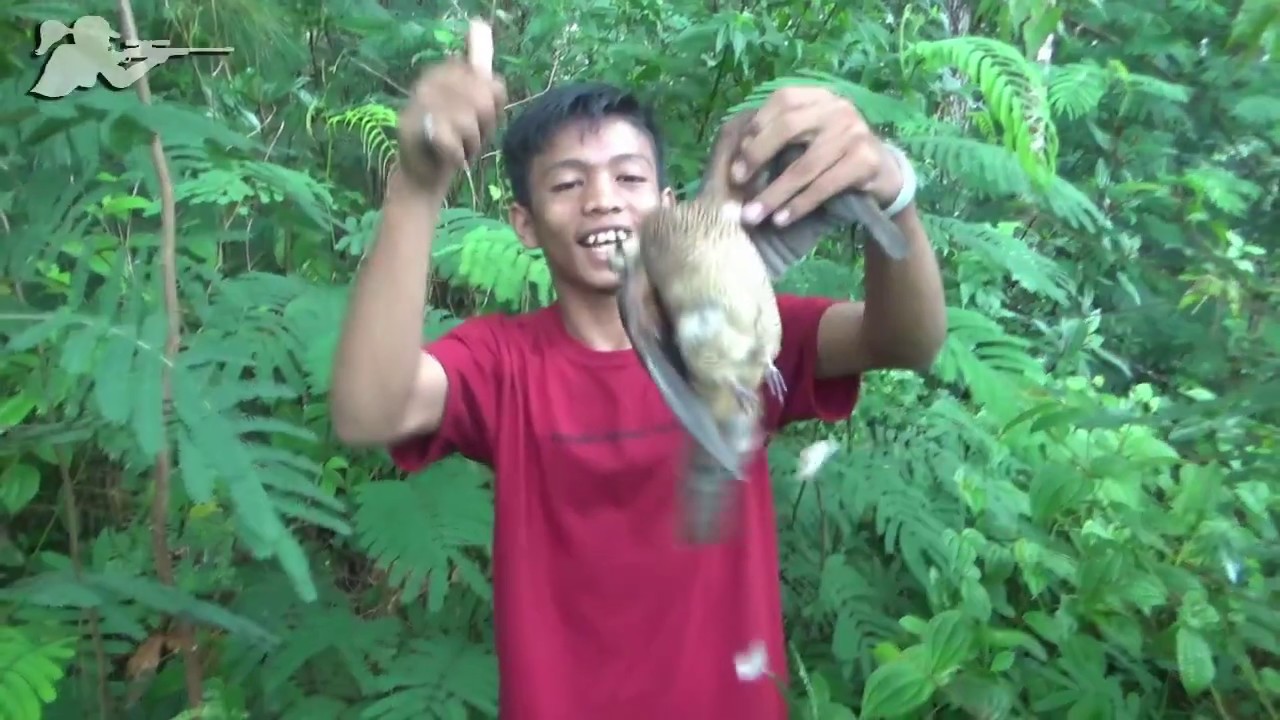 Sekali Shoot Uncal Merah atau Balam Merah Langsung Tumbang - YouTube