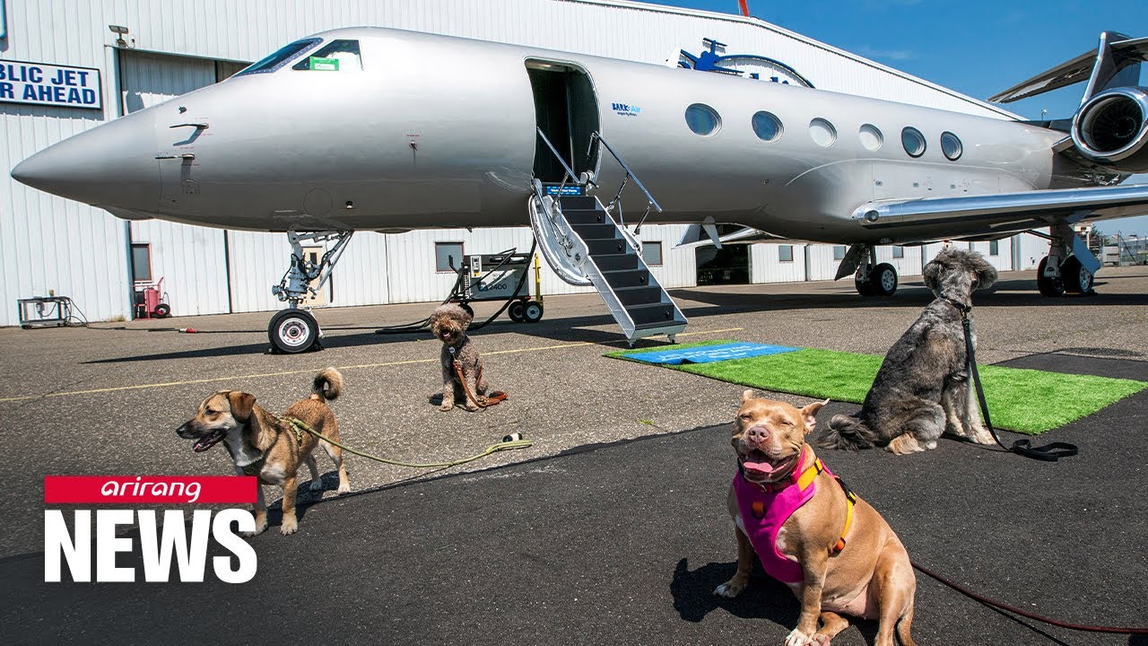 BARK Air launches 'dogs-fly-first' flight - YouTube