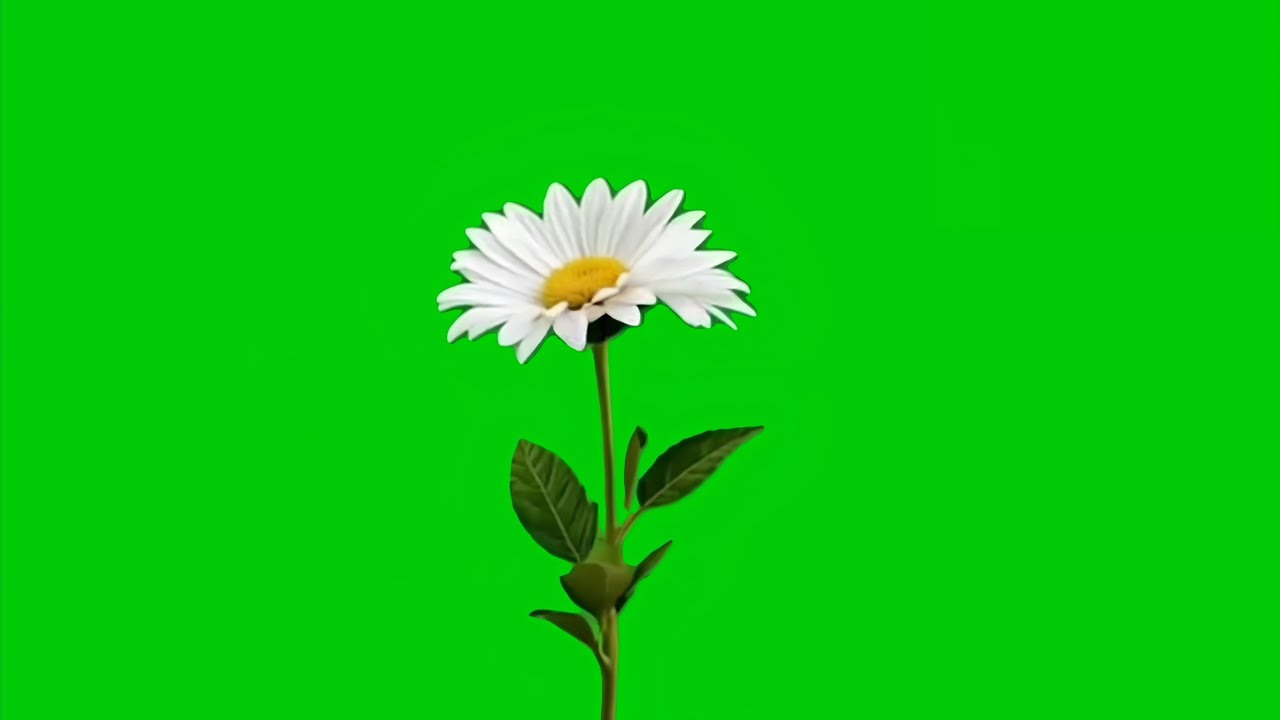 White flower rotating green screen video effect | Single flower ...