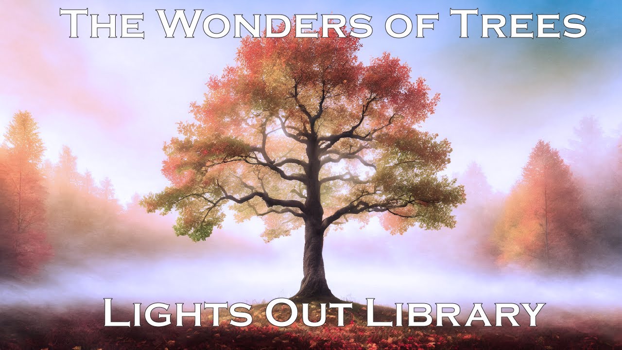 Wonderful Trees: Relaxing Walk in the Forest (Bedtime Story) - YouTube