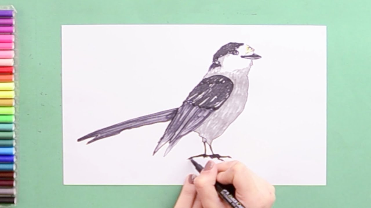 How to draw a Canada Jay Bird - YouTube