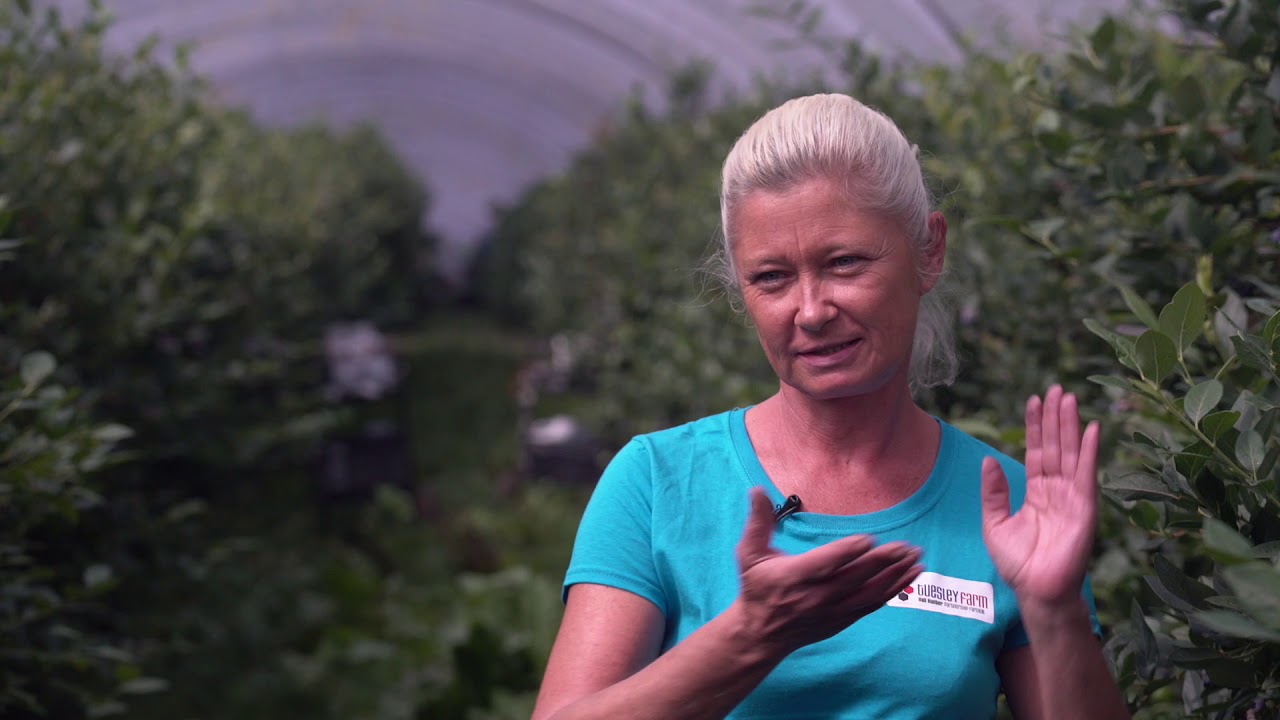 Tuesley Farm Recruitment Videos - Polish Translation - YouTube