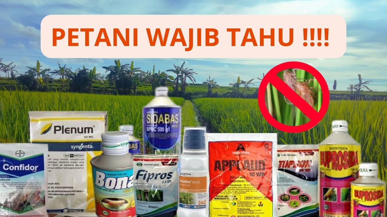DIJAMIN AMPUH !!! 10 REKOMENDASI OBAT HAMA WERENG PADA TANAMAN PADI ...