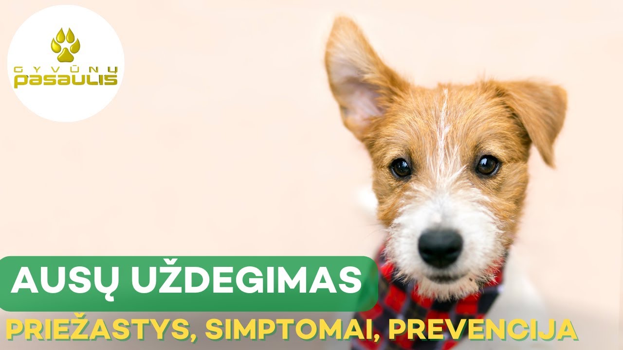 Ausų uždegimas šunims - simptomai, priežastys ir prevencija - YouTube