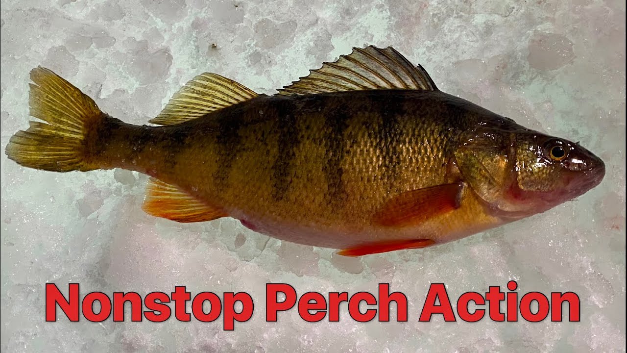 The Search For Perch Non-Stop Action - YouTube