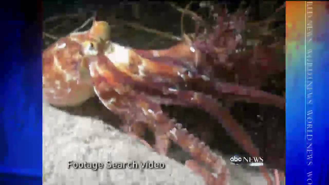 Jumbo Flying Squid Swarm San Diego - YouTube