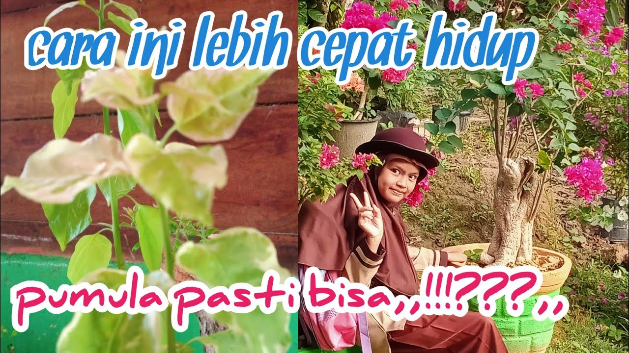 CARA MUDAH SETEK RANTING BOUGENVILLE/ BUNGA KERTAS - YouTube