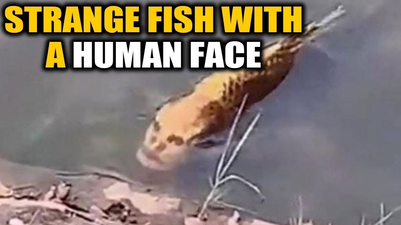 Strange Fish with a Human Face - YouTube