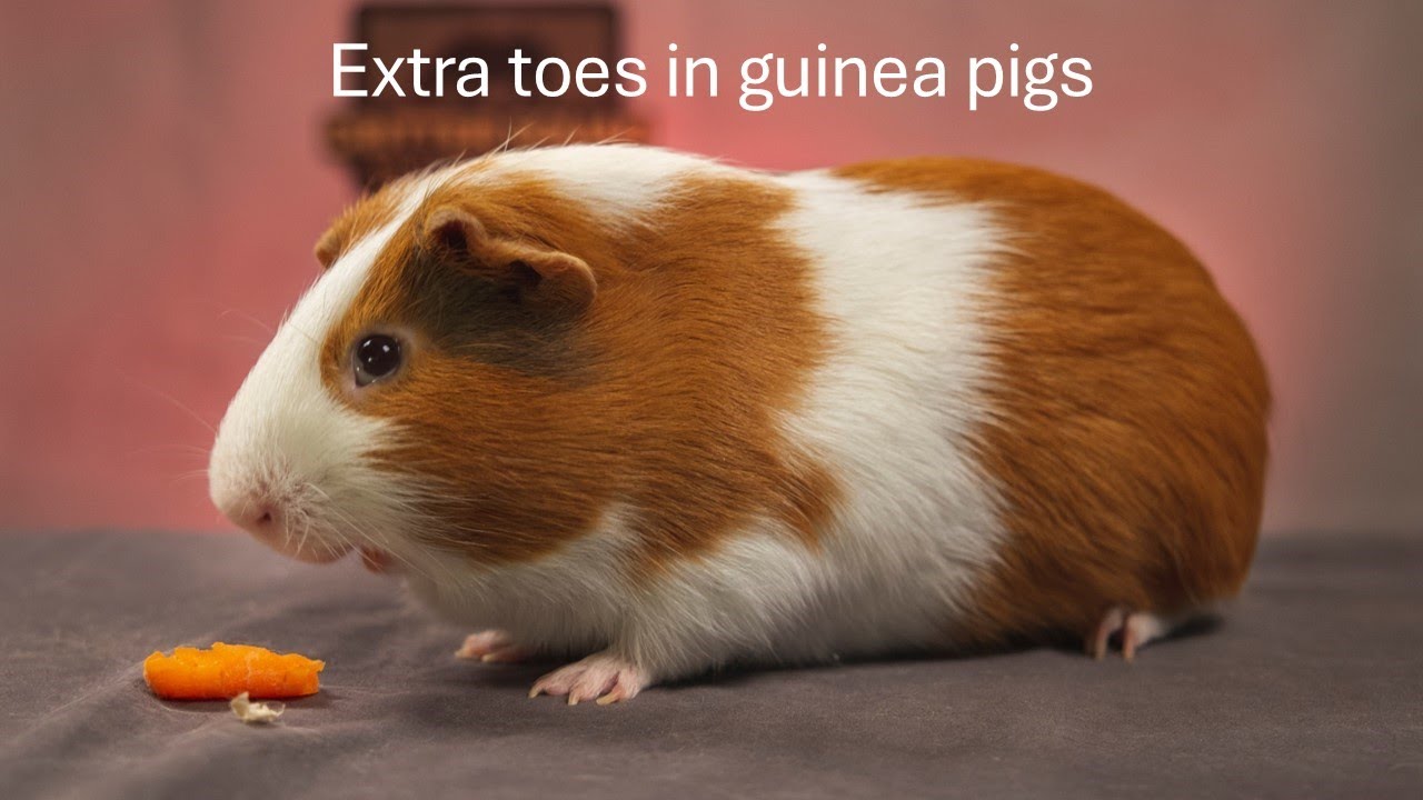 Extra toes in guinea pigs - YouTube