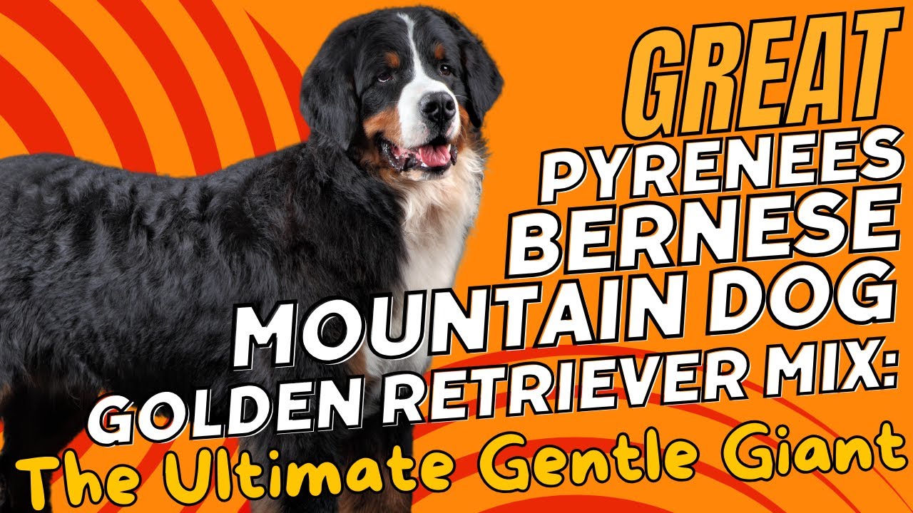 Great Pyrenees Bernese Mountain Dog Golden Retriever Mix: The Ultimate ...