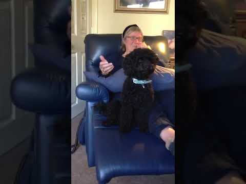 Dog sings Nessun Dorma