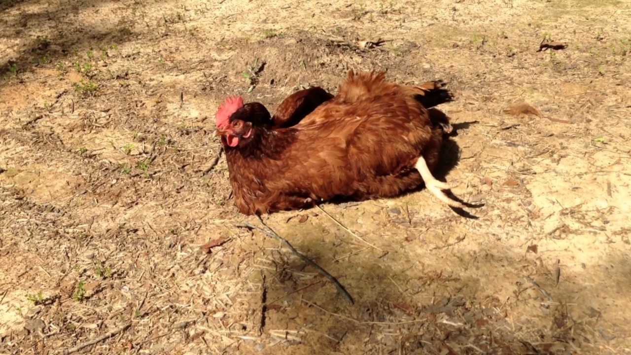 Chicken Yoga: Resting Fowl Posture - YouTube