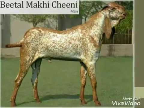 Top Pakistani goat's breed پاکستانی بکریوں کی اقسام - YouTube