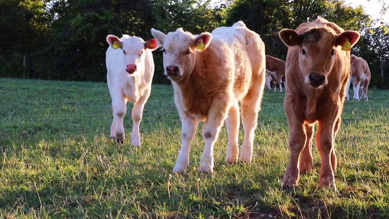 Sneaky cows look at camera - YouTube