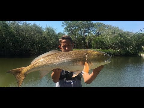 Giant Redfish in Sarasota Backwater - YouTube