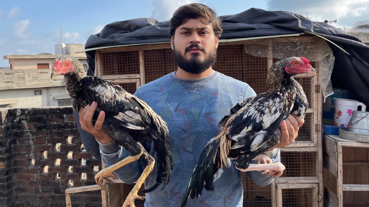 Thai Trod | Aseel Chicks | Thai aseel farming in Pakistan | Pakistani ...