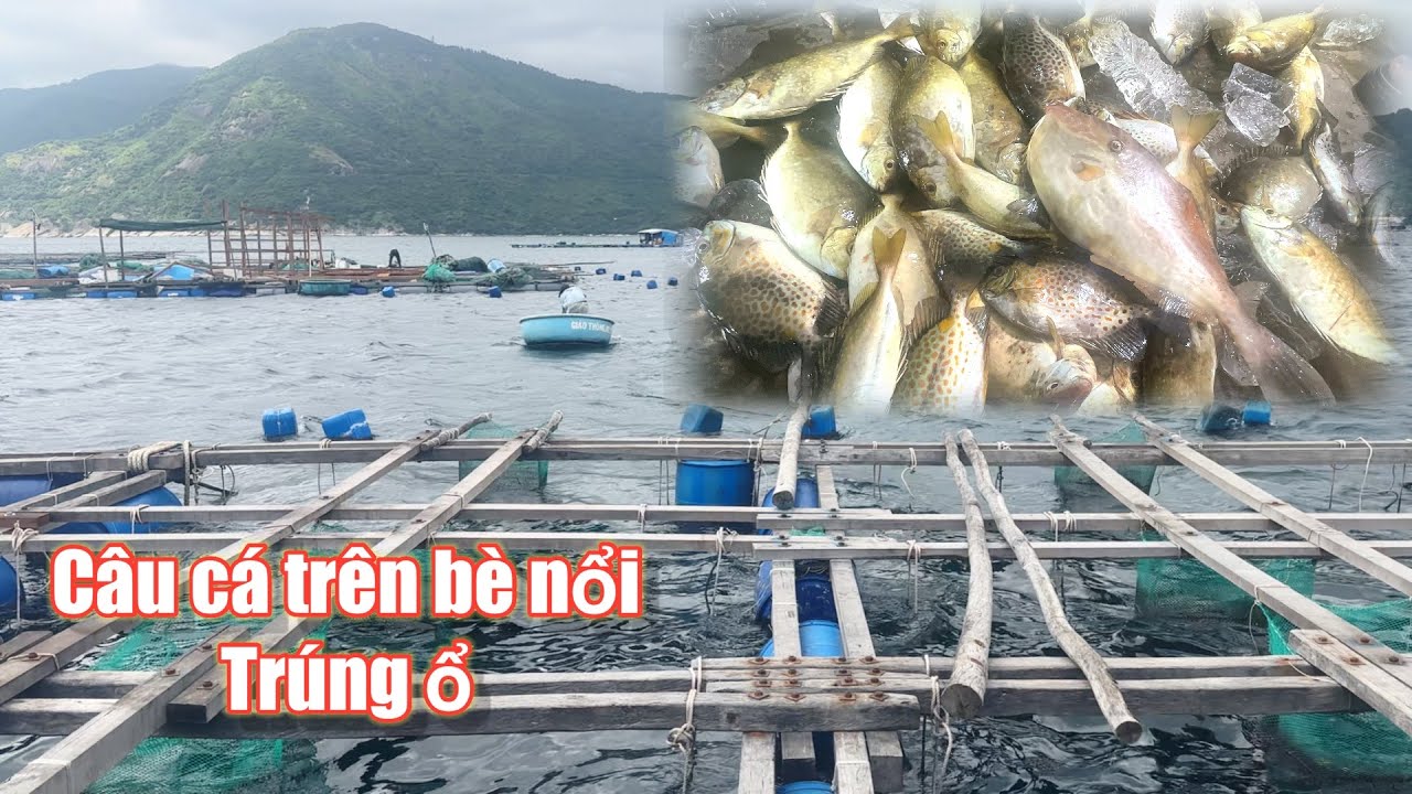 Câu cá dò khủng trên bè - YouTube