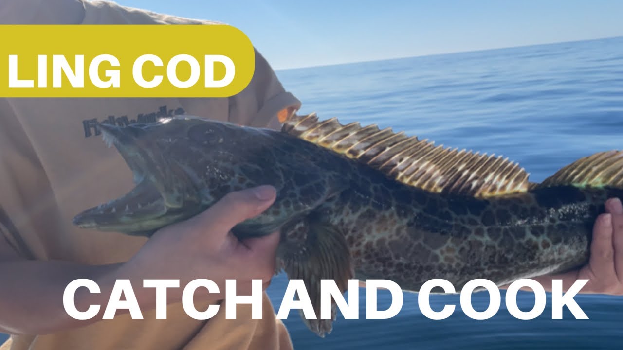Rock FISHING Santa Barbara CATCH AND COOK (LING COD) - YouTube