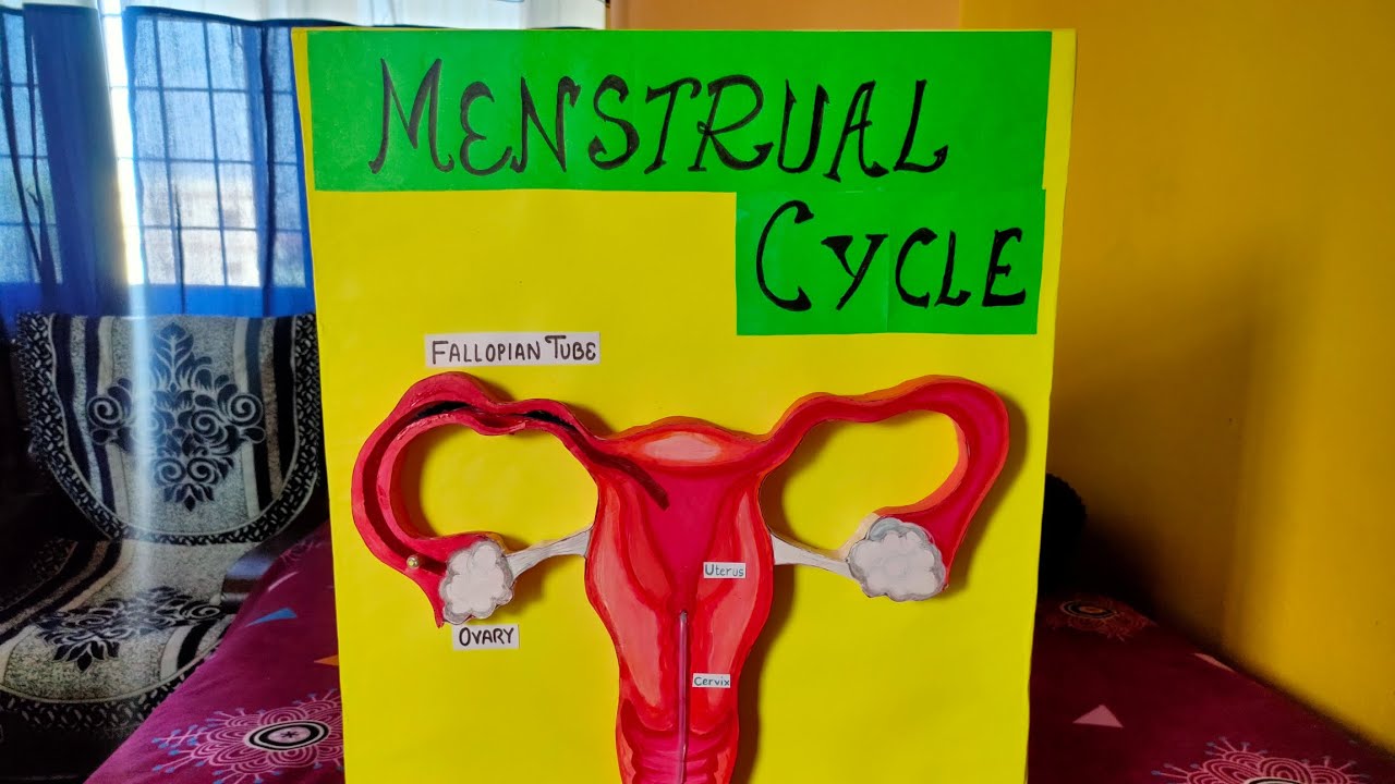 Menstrual Cycle Working Model Female Reproductive System Model 8682