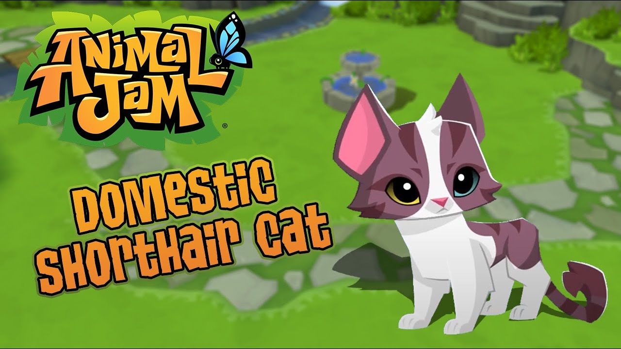 Animal Jam - Animal Showcase: Domestic Shorthair Cat 🐈 - YouTube