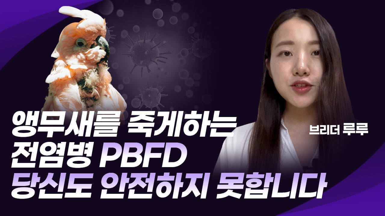 앵무새 4대질병 PBFD, 이걸 모르면 손해입니다 - YouTube