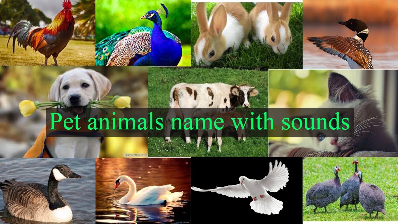 Pet Animals Name With Sounds Pet Animals Domestic Animals Common pet-animals-name-with-sounds-pet-animals-domestic-animals-common