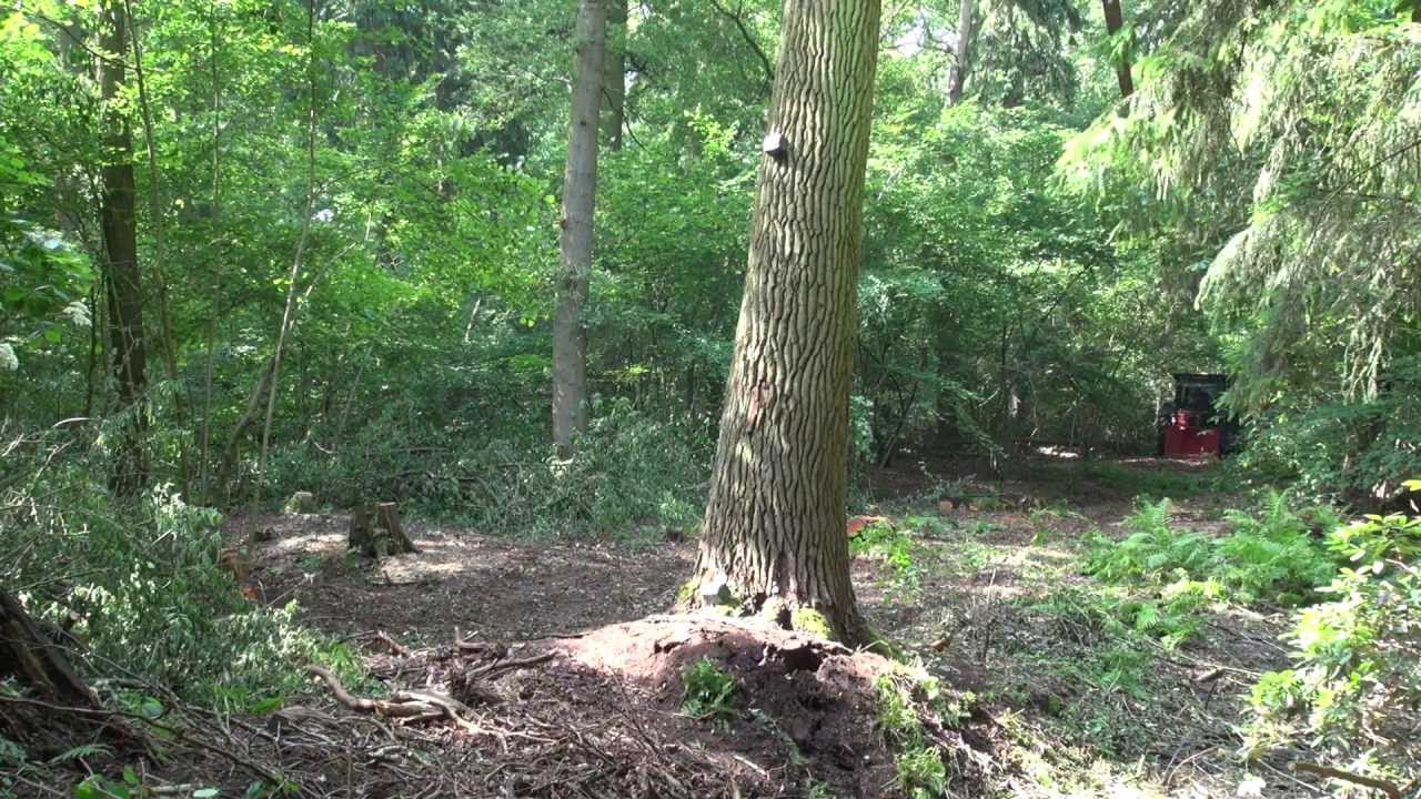 Tree Motion Sensors used during treepulling - YouTube