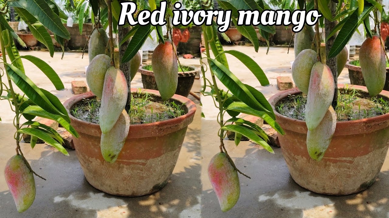Red Ivory Mango Review | Red Ivory Mango Taste | 7029847107 - YouTube