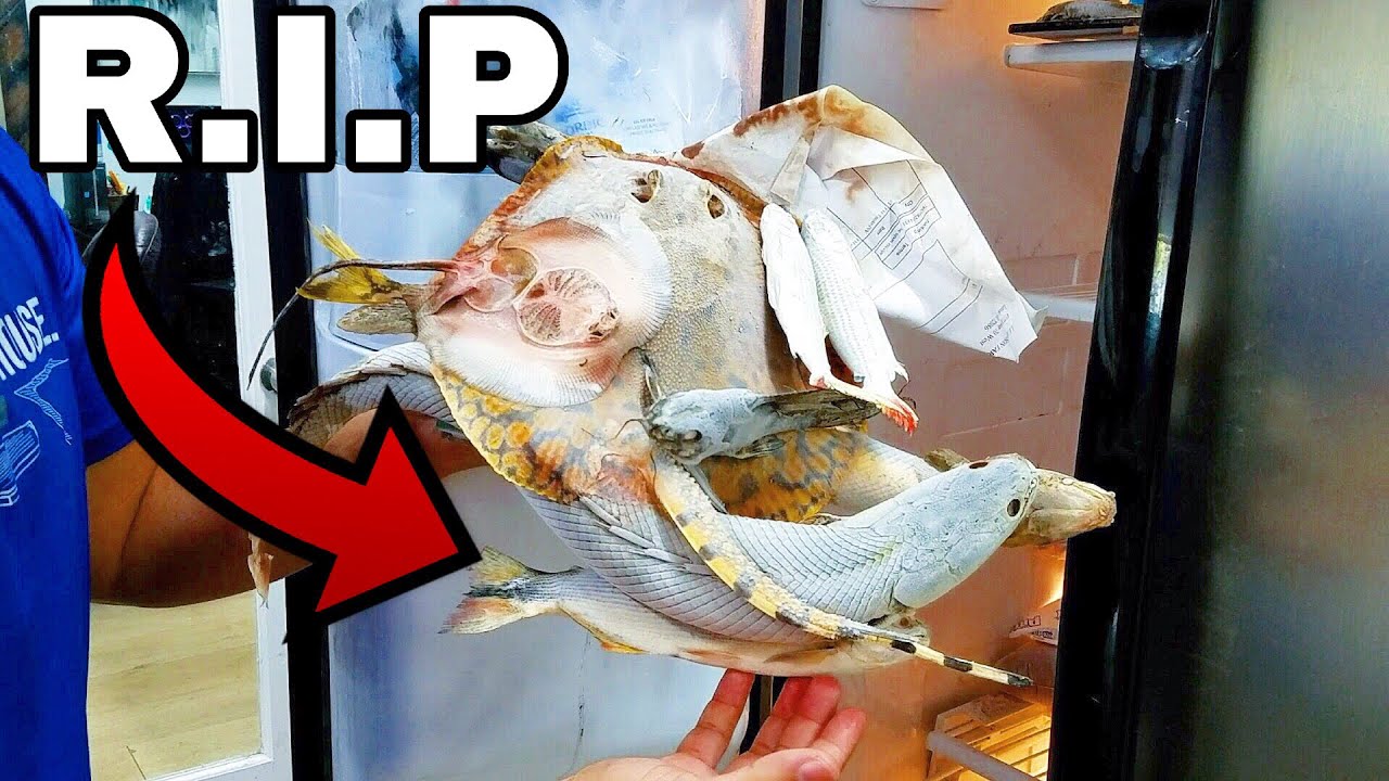 Fish in Freezer GRAVEYARD! - YouTube