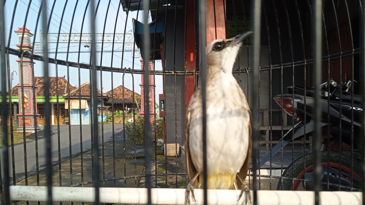 Mars Kicau channel sedang live sekarang! - YouTube