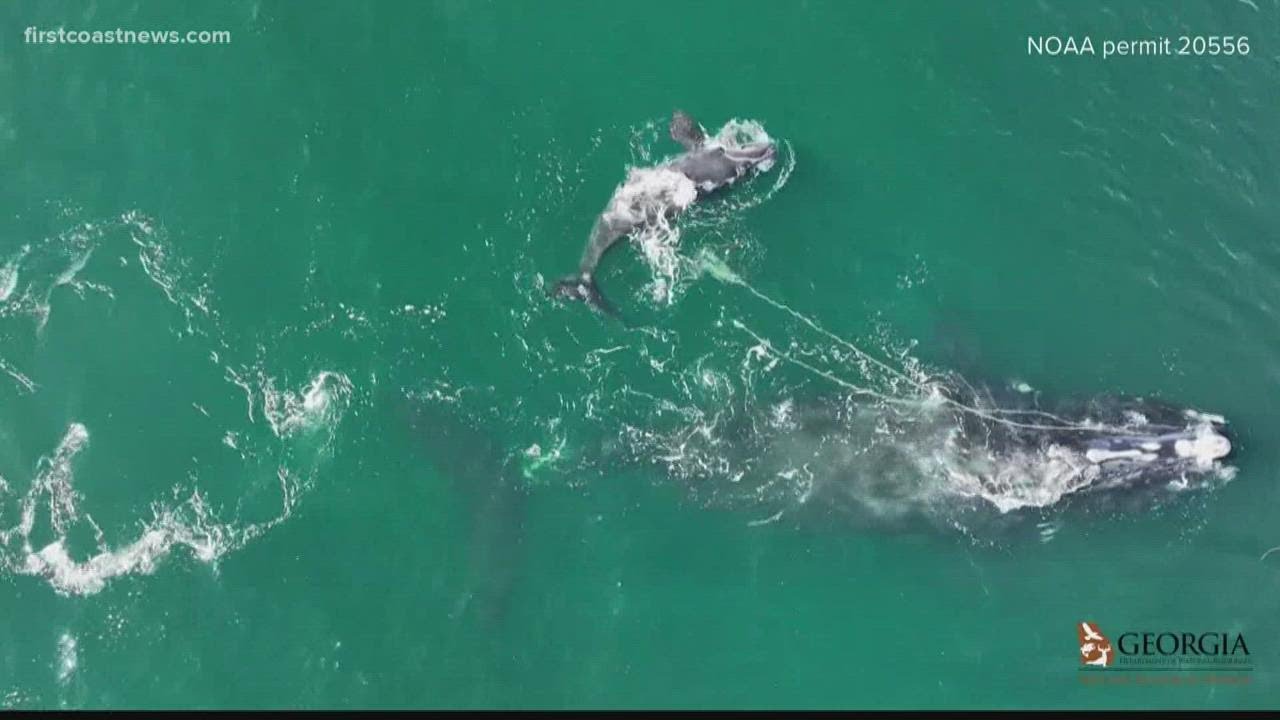 Entangled right whale spotted off Georgia's coast with calf - YouTube