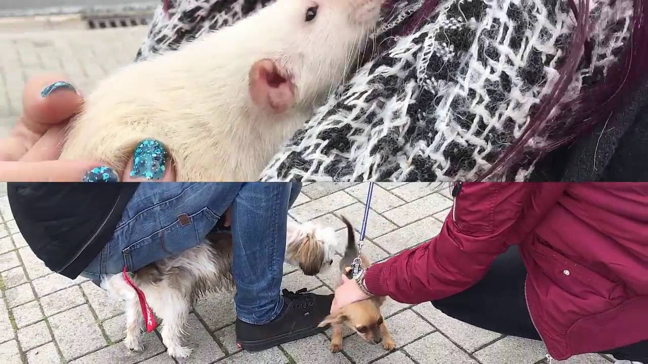 2016 - Tuning for Animals - YouTube