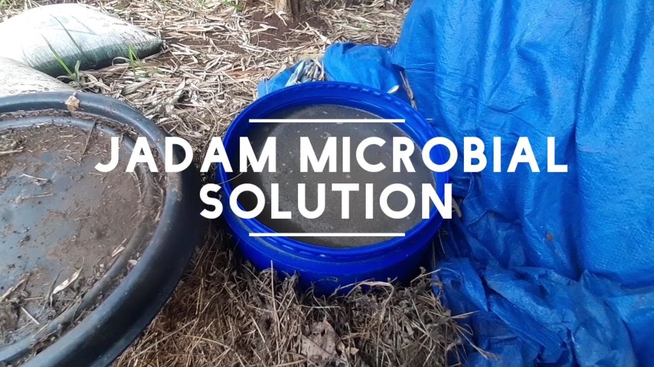 Cara Membuat JMS (Jadam Microorganisme Solution)/ Dekomposer ala Jadam ...