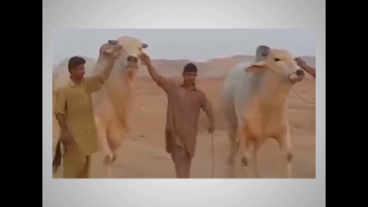 Sibi Bull Lovers Sibi Bhagnari Cow Mandi 2017 2017 HD || Maweshi Mandi ...