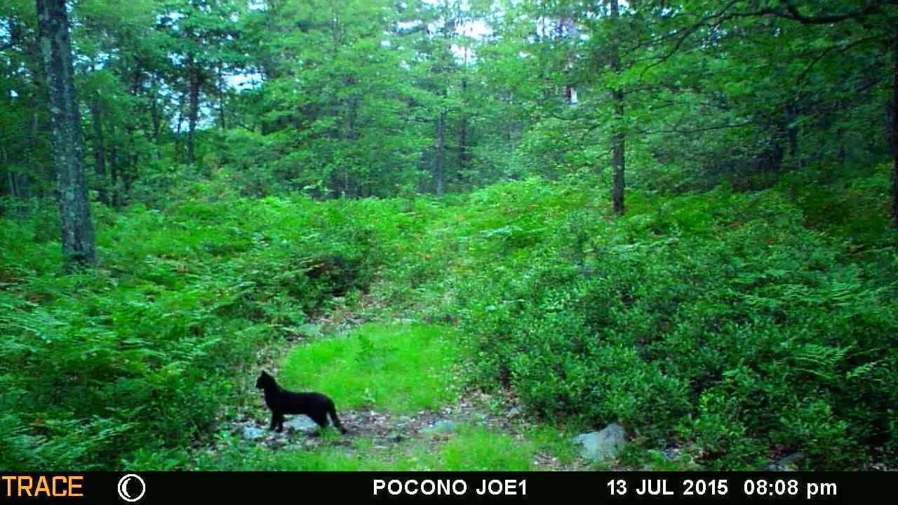 Wild Black Cat- Trail Cam Video - YouTube