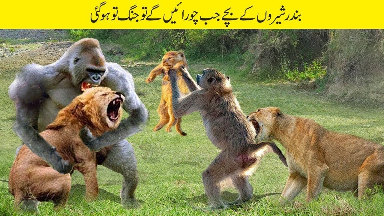 شیر بمقابلہ بندر خطرناک لڑائی | Dangerous Monkey VS Lion Real Fight ...