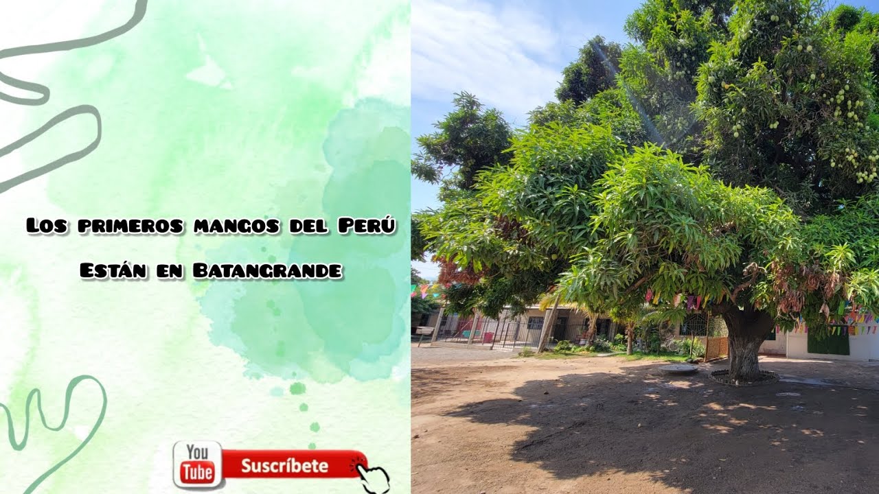 LOS PRIMEROS MANGOS DEL PERÚ SE ENCUENTRAN EN BATANGRANDE - PERÚ - YouTube