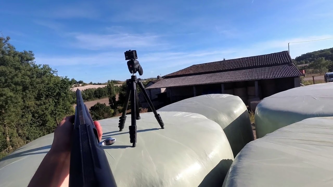 Régulation pigeon dans le Tarn #1 (1ère partie) - YouTube