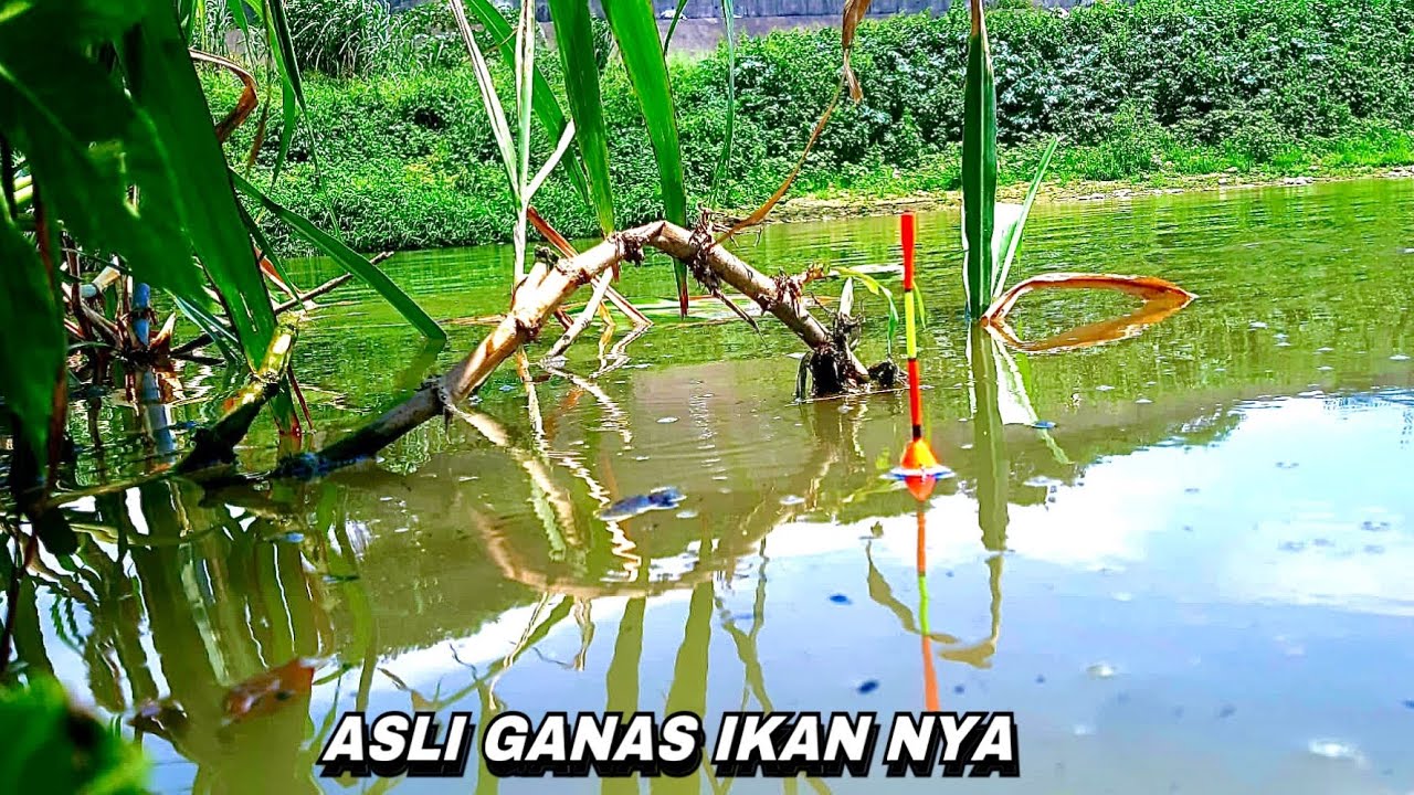 Mancing ikan nila slalu dapat ikan red devil|| Mancing ikan lohan liar ...