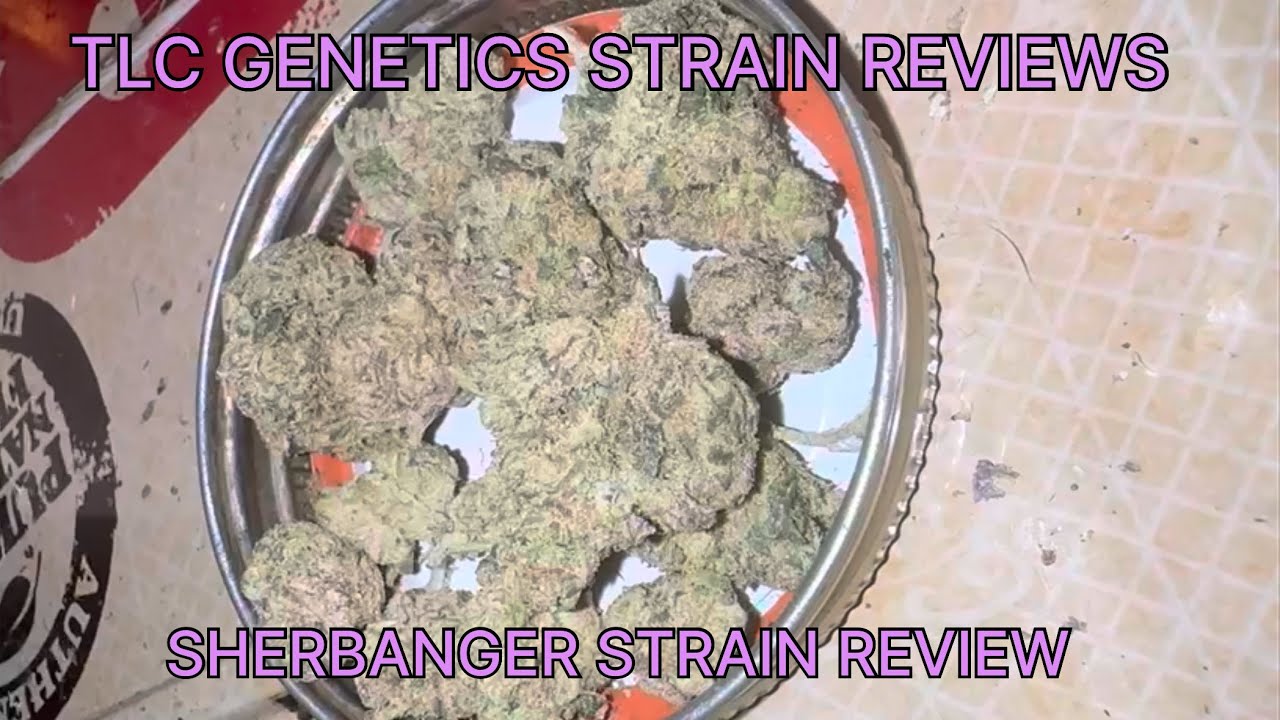 Sherbanger Cannabis Flower (Strain Review) : The TLC Genetic Show - YouTube