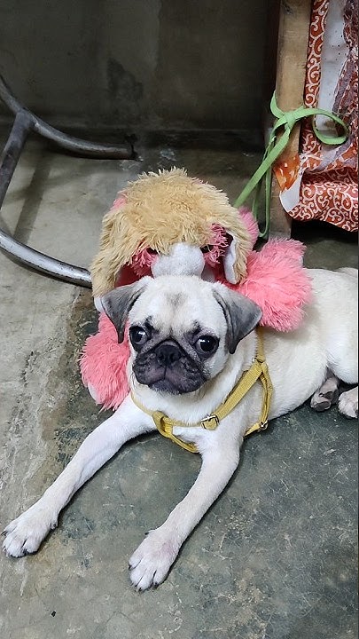 Dustu Fev Toy🧸 Friend || Dustur Vlog Bengali || #shots #doglover - YouTube