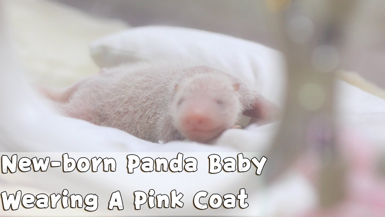 New-born Panda Baby Wearing A Pink Coat | iPanda - YouTube