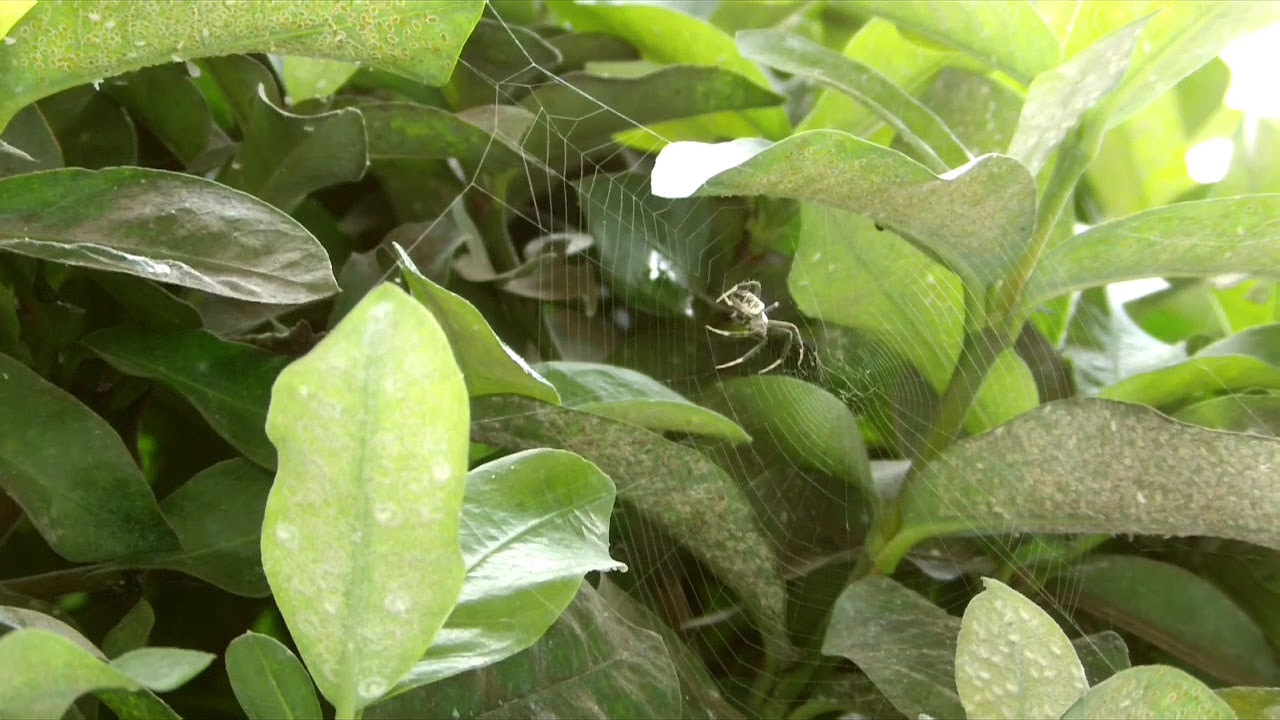 Garden Spider | Web Making Time Laps - YouTube