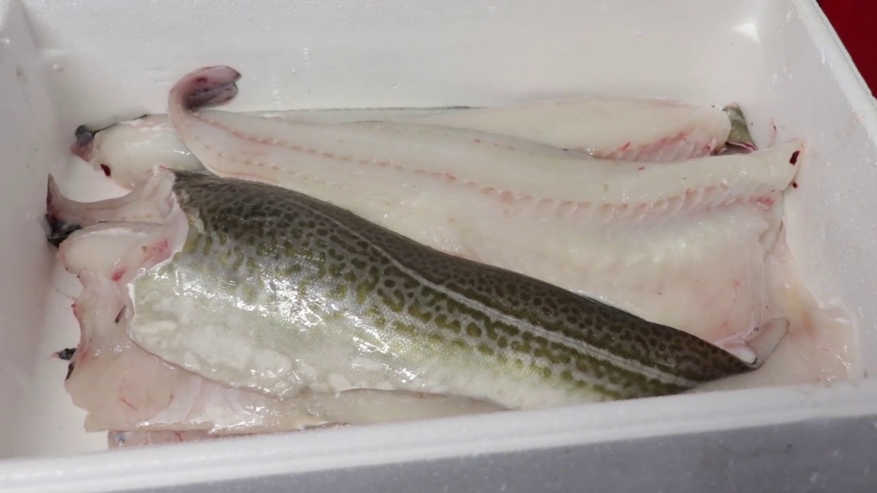 Kuna Fish Zeebrugge - YouTube